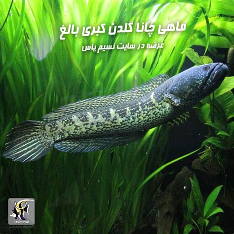 ماهی چانا گلدن کبری آب شیرین نسیم یاس