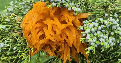 Springfield Plateau Cedar Apple Rust Revisited