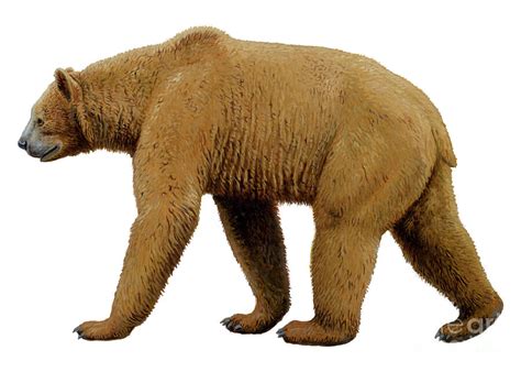 Giant Short Faced Bear By Mauricio Antonscience Photo Library