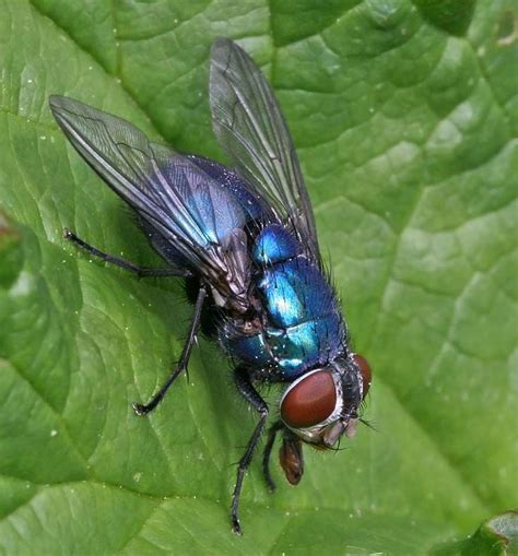 Bluebottle Insect Photography Insects Fly Drawing