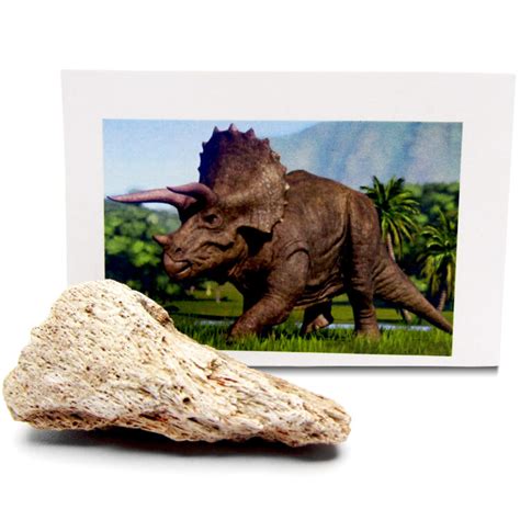 Bicbugs Triceratops Dinosaur Bone Authentic Extinct Fossil Specimen 66