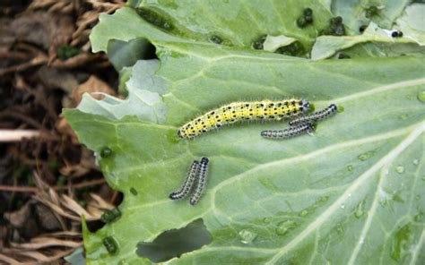 Difference Between Abamectin And Emamectin Pesticides Products