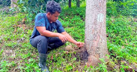 Musang King Udang Merah Diserang Penyakit Misteri Cikgu Wei Pun