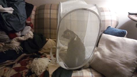 Pippi The Cat Pippithecat Twitter