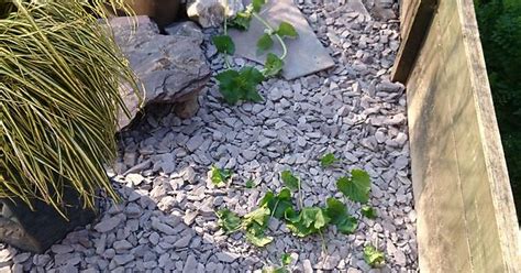 Tortoise Pictures Spring 20 Album On Imgur