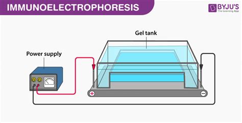Types Of Electrophoresis Electrophoresis Principle And Types On Byjus