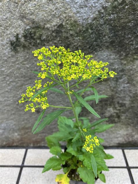 中国姫オミナエシ販売 花重 京都 Hanajyu
