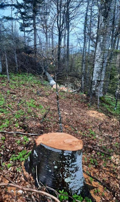 Prerja E Drunjve Në Malet E Sharrit Policia Ndalon Katër Persona Ferizajpress