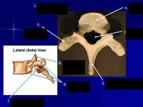 5 Exam 1 Postcranial Skeleton Pt6 Diagram Quizlet
