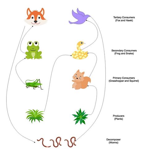 Simple Food Web Diagram