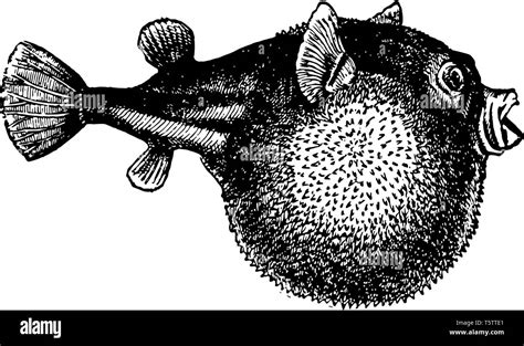Blowfish Is A Symmetric Key Block Cipher Vintage Line Drawing Or Engraving Illustration Stock Blowfish Is A Symmetric Key Block Cipher Vintage Line Drawing Or Engraving Illustration Stock