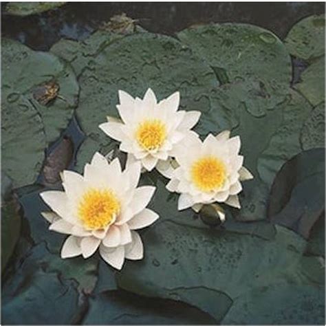 Moerings Nymphaea Pygmea Alba Waterlelie In 3l Mand Bol
