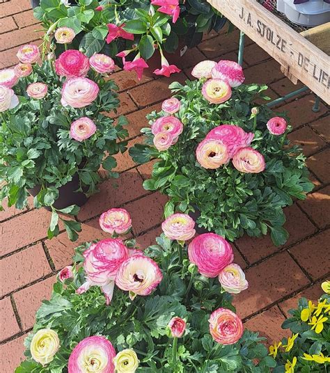 Het Gooise Land Qué Saber Antes De Ir Actualizado 2024 Tripadvisor