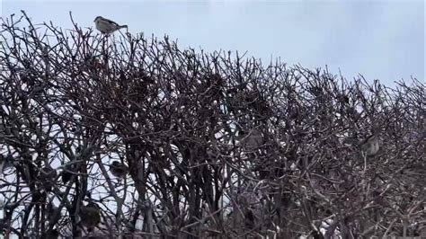 Воробушки пухляши Youtube