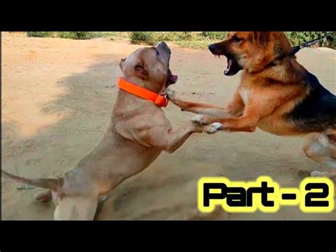 German Shepherd Vs Pitbull Real Fight