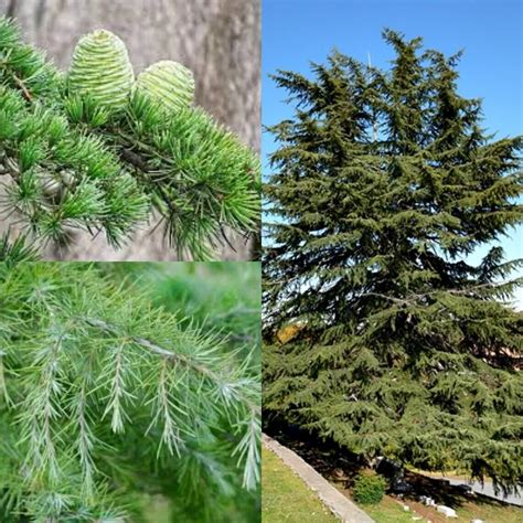 200gm Deodar Cedar Cedrus Deodara Himalayan Cedar Tree Seeds Aprox