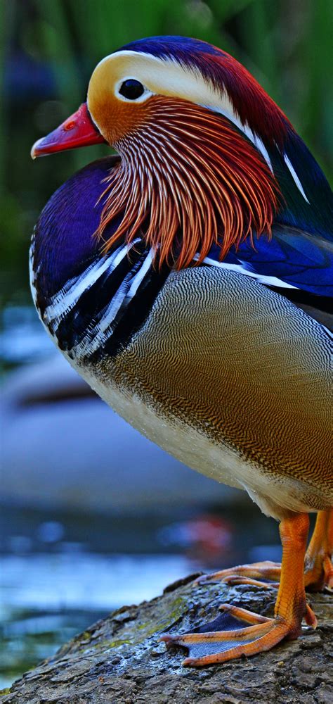 Mandarin Ducks Wallpapers Wallpaper Cave