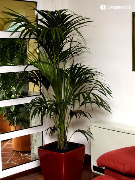 Descubre 9 Plantas De Interior Para Casas Grandes
