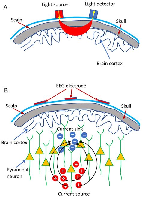 Schematic Demonstration A Fnirs And B Eeg Measurement Download
