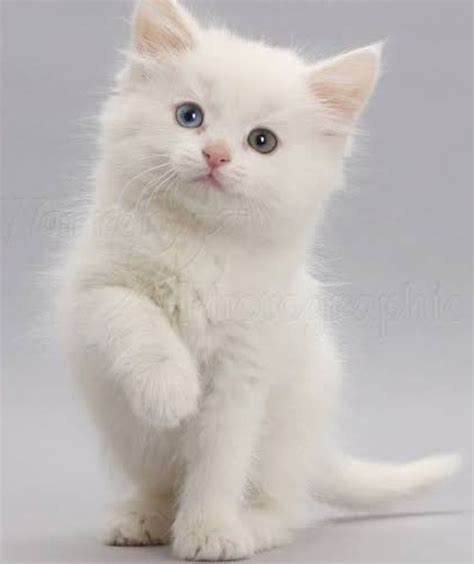 Cute Cate Kittens Cutest Cute Cats Cute Cats And Kittens