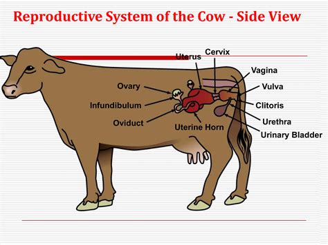 Anatomy Of Female Reproductive Systempdf