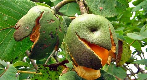 Para Que Serve Óleo De Pequi Super Nutrição