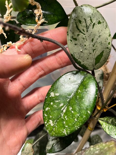 Hoya Carnosa Wilbur Graves Russia Fresh Cut 1 Node Unrooted