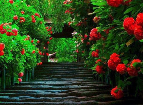 Nature Wallpaper Flowers Yumi🦋 Rose Flower Wallpaper Wallpaper