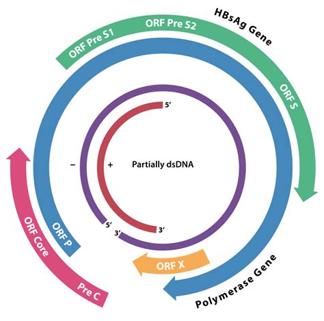 ملفhbv Genomesvg المعرفة