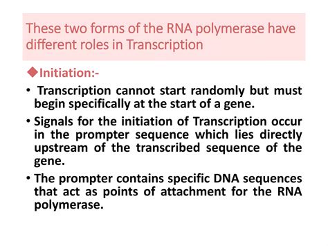 Rna Polymerase And Transcription In Prokaryotes Pptx