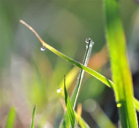 Laurent Bourguignon Flickr