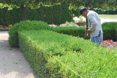 Pruning Boxwood Dirt Simple Boxwood Hedge Spacing Fastest Growing