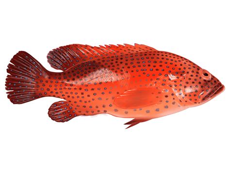 Learn About The Red Grouper Fishing
