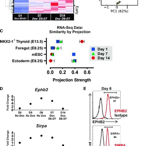 Stage Specific Effect Of Nkx2 1 Overexpression On Derivation Of Nkx2 1