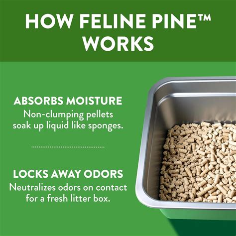 Purr Fectly Pine Unveiling The Top Cat Litter Choices For Your Feline