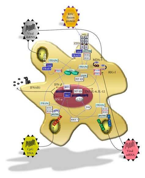 Pathogen Recognition Systems The Innate Immune System Senses Viral Download Scientific Diagram