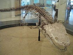 Amphibian Wikipedia