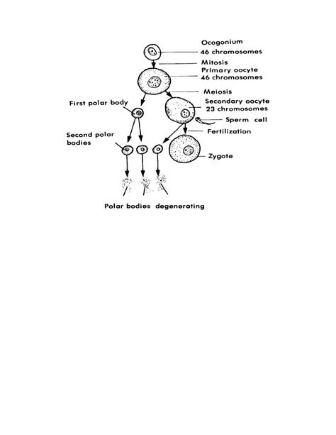 Explain The Function Of Polar Bodies In The Process Of Oogenesis