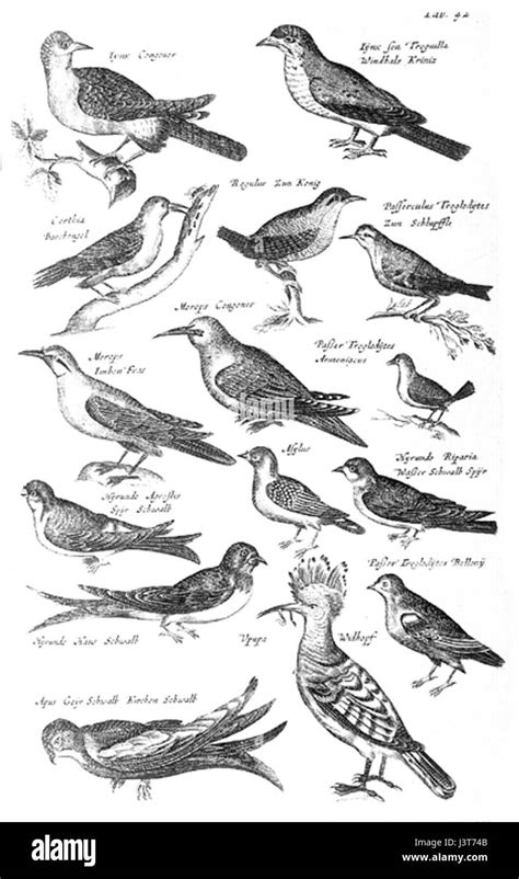 Jonston Refers To The Work Of The Renowned 17th Century Naturalist