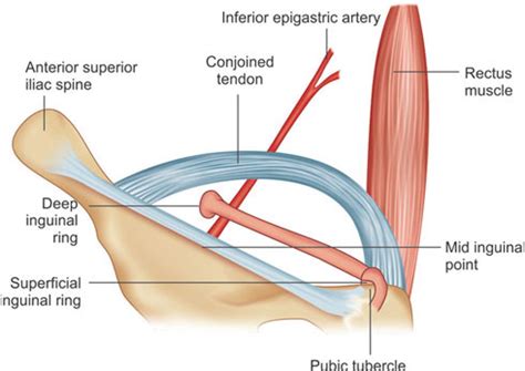 Conjoint Tendon Inguinal Canal