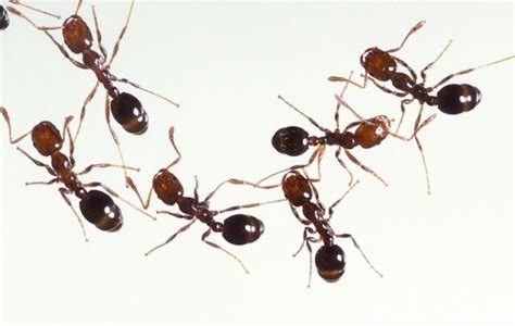 ヒアリの特徴や画像で見分け方を知る。刺されたらどうする？ 快適lifeブログ