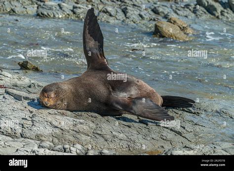New Zealand Fur Seal Arctocephalus Forsteri Eared Seal Point Kean