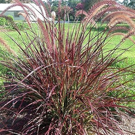Pennisetum Setaceum Rubrum Purple Fountain Grass 55 Off