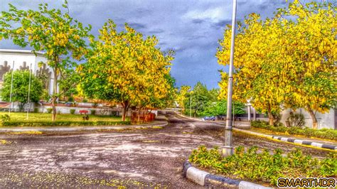 Giki Admission Test It Turns Green In Fall Purple In Spring And