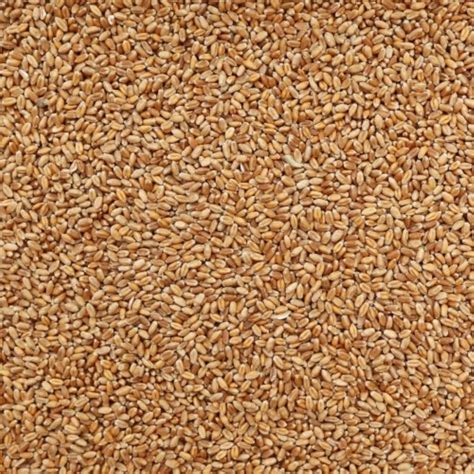 Milling Wheat Grains At ₹ 24 Kg Wheat Grain In Shahjahanpur Id 2853787251291