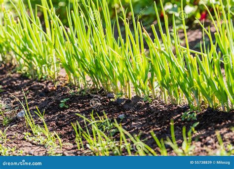 Green Chive Growing In Garden Stock Image Image Of Fresh Eating