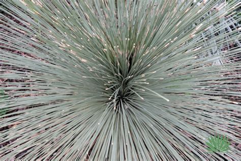 Mexican Grass Tree Spectacular Accent Plant Southwest Gardener