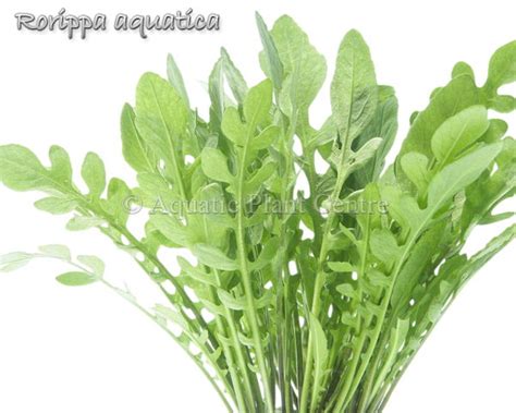 Rorippa Rorippa Aquatica