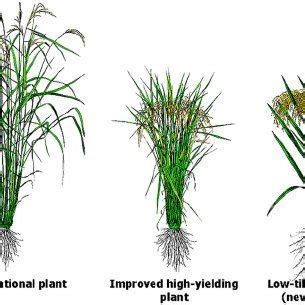 Pdf Traditional And Modern Plant Breeding Methods With Examples In