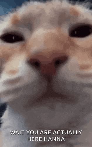 Cat Wait Cat Looking  Cat Wait Cat Looking Discover And Share S